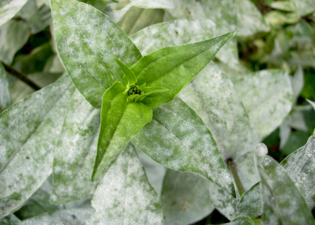 Why you should take steps if you see a grayish powder on your plants ...